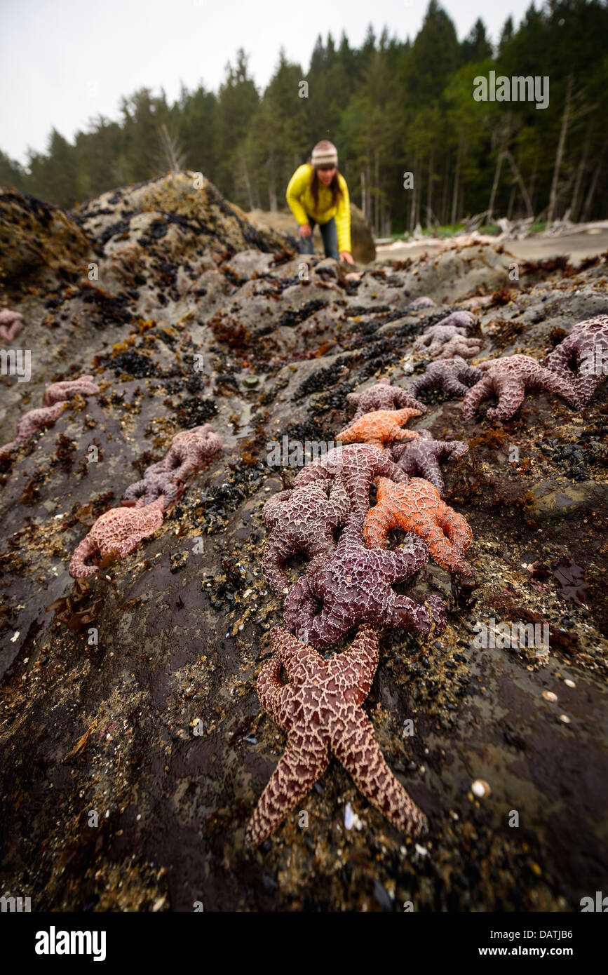 A woman looks at groups of Starfish along the Wilderness Coast at low ...