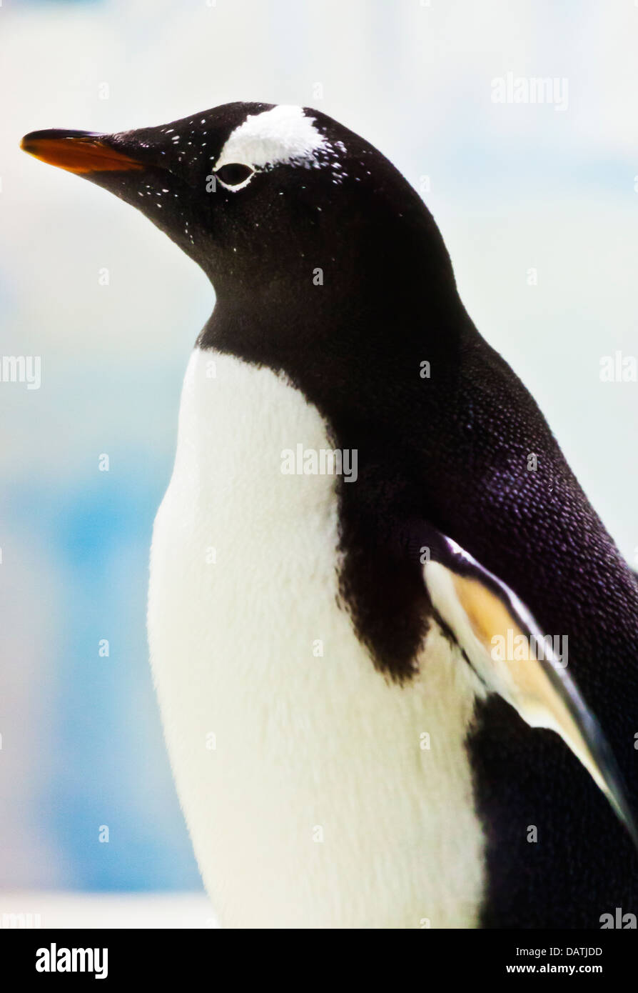 Penguin on the ice Stock Photo - Alamy