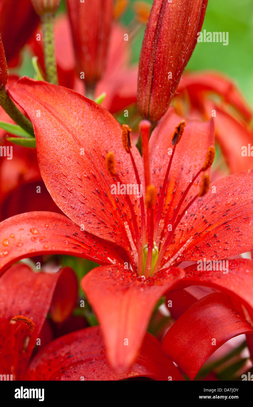 red lilly flowers Stock Photo - Alamy