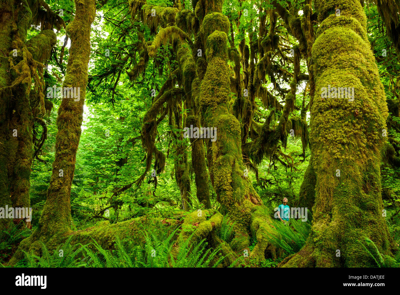 Walking among the giant moss-covered trees at the Hoh Rain Forest in ...
