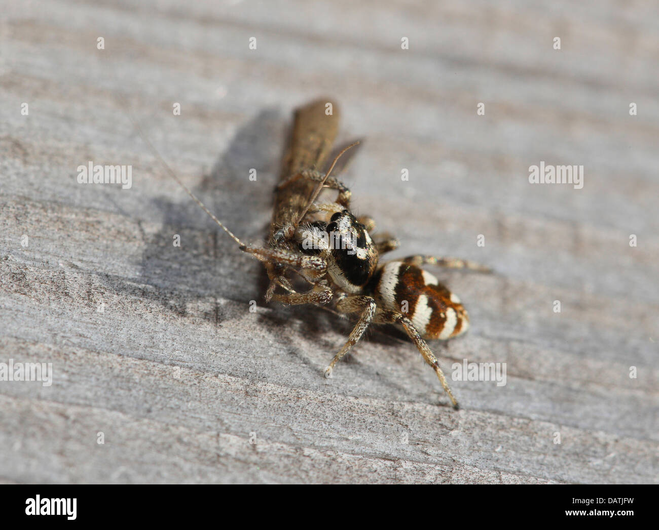 Zebra spider hi-res stock photography and images - Alamy
