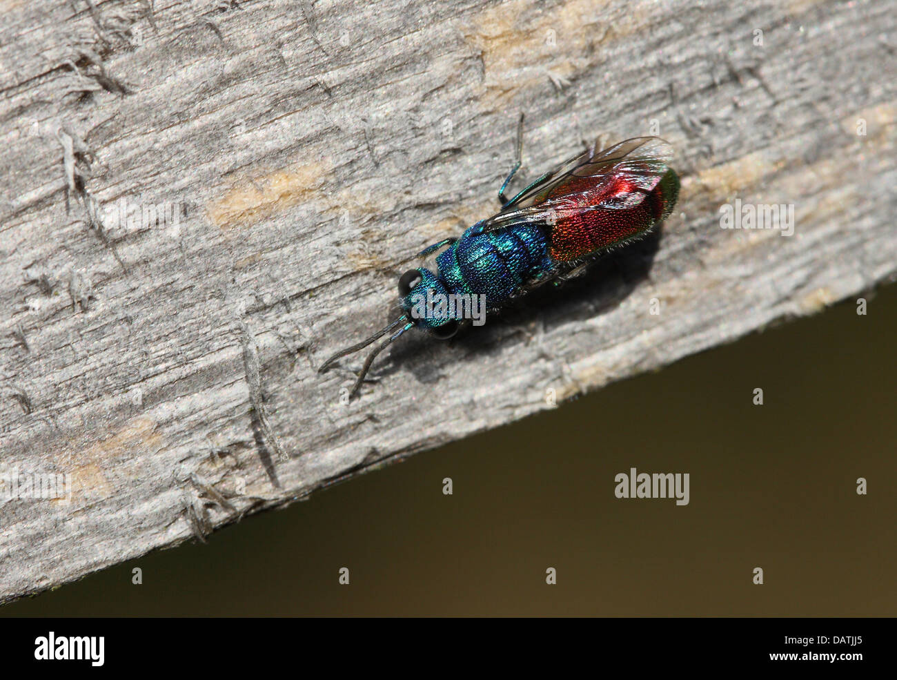 Close up of Ruby-Tailed Wasp, Chrysis ignita, from above Stock Photo ...