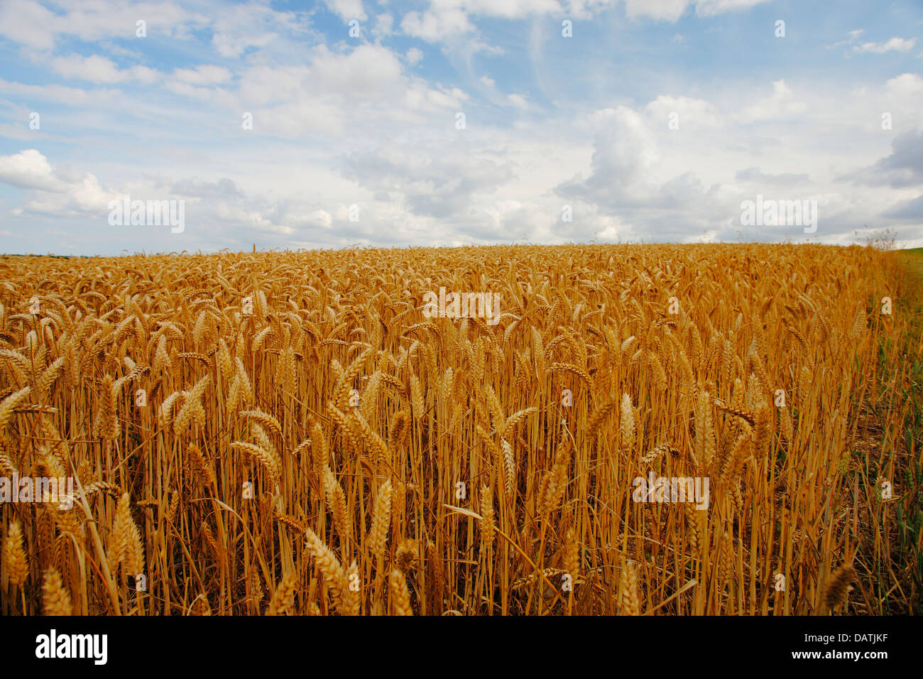 Field of ripe wheat against blue sky Stock Photo - Alamy