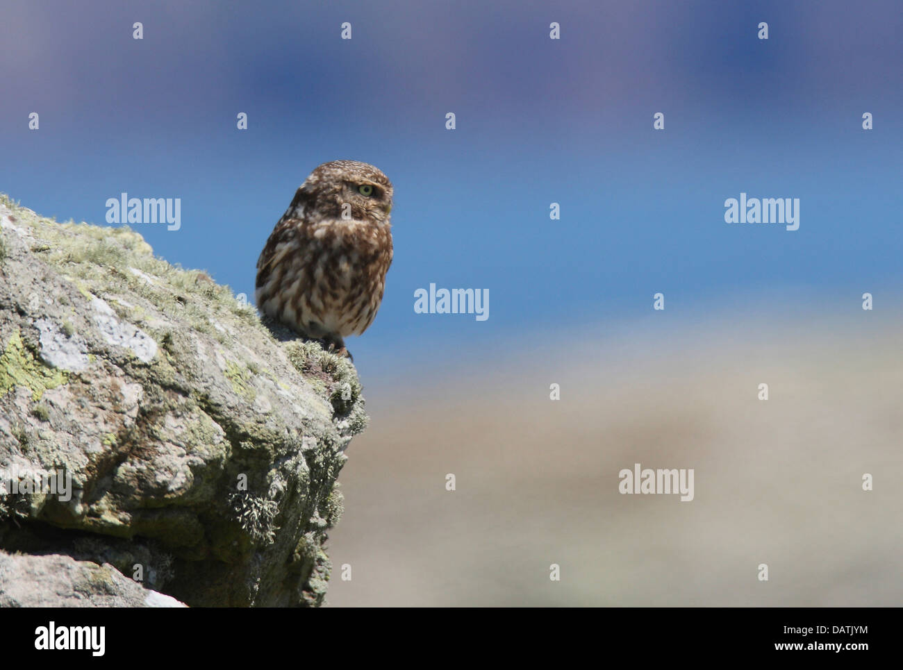 Sea owl hi-res stock photography and images - Alamy