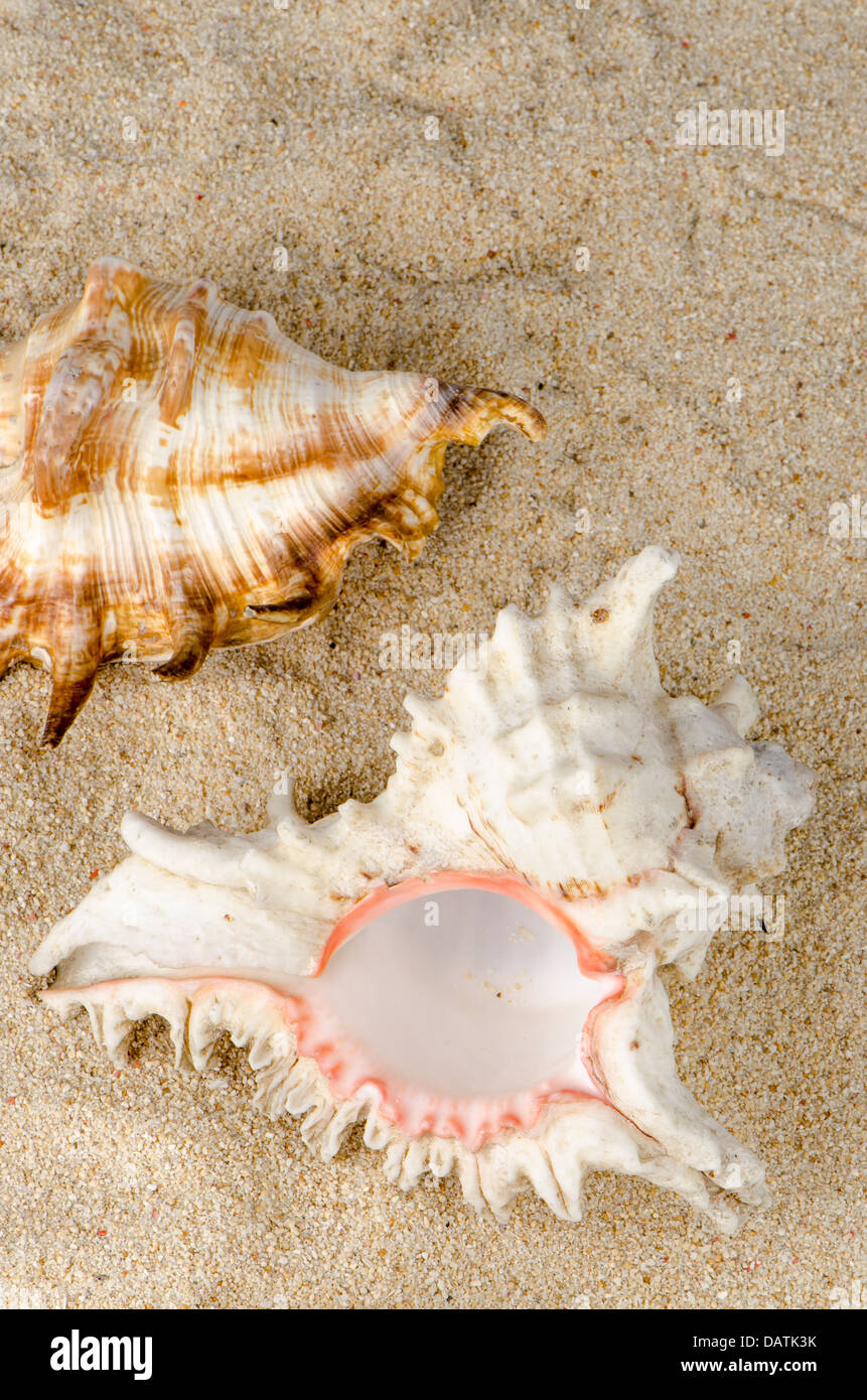 Conchs and shells on the beach sand background Stock Photo - Alamy