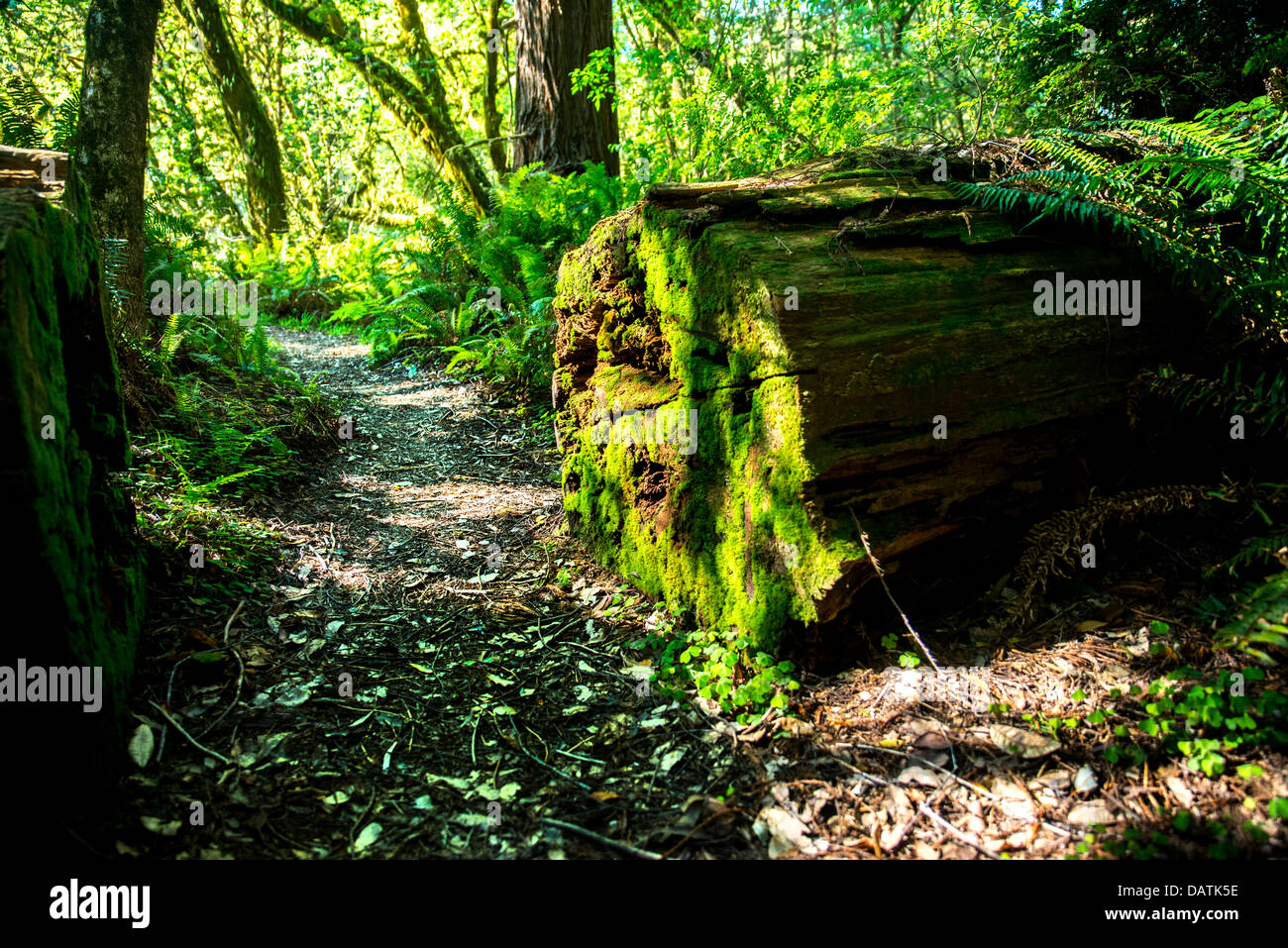 Mossy Trail and Fallen Redwood Tree on the Tall Trees Grove Trail in ...