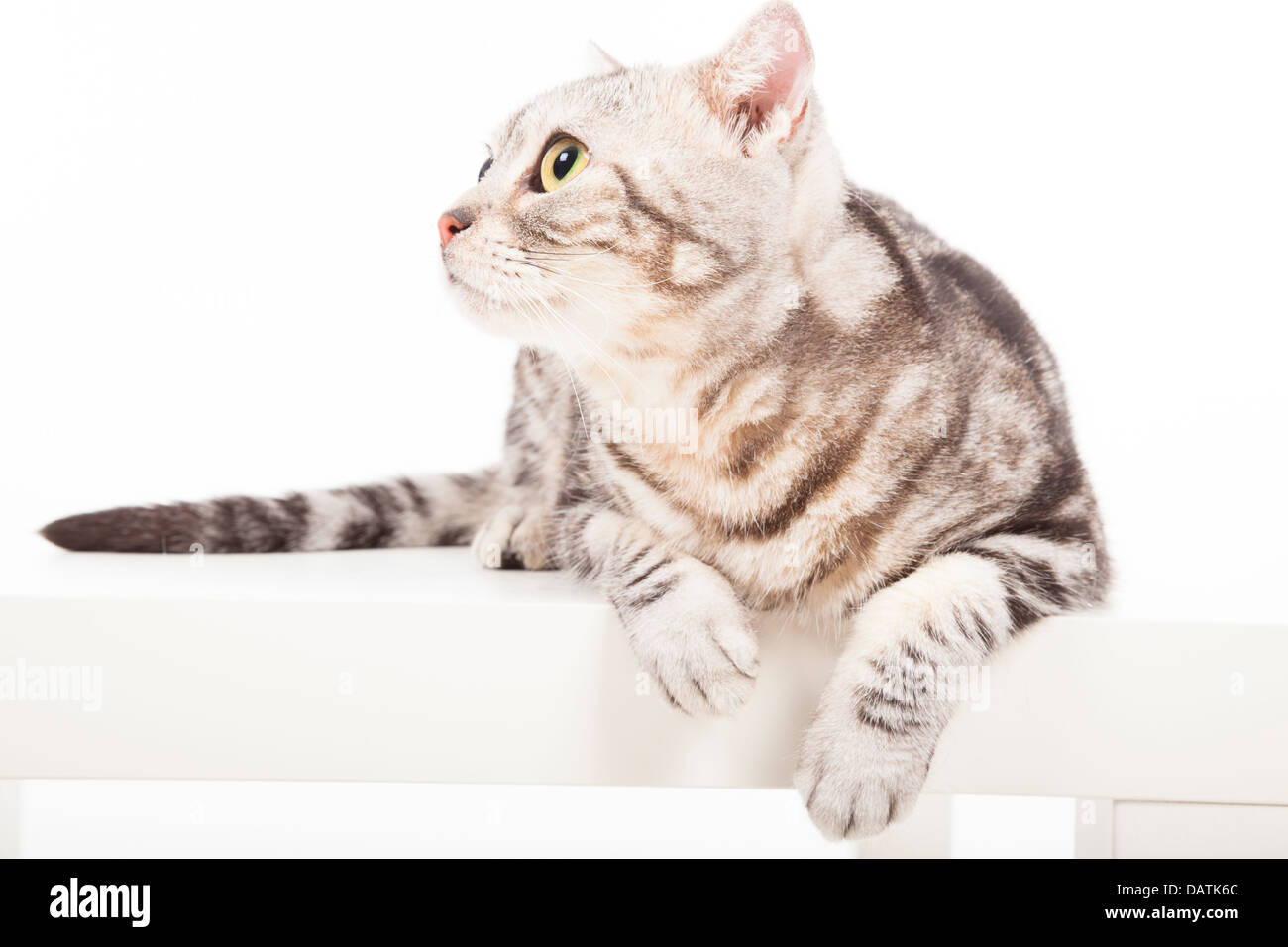 cat looking up and sitting on the table Stock Photo - Alamy