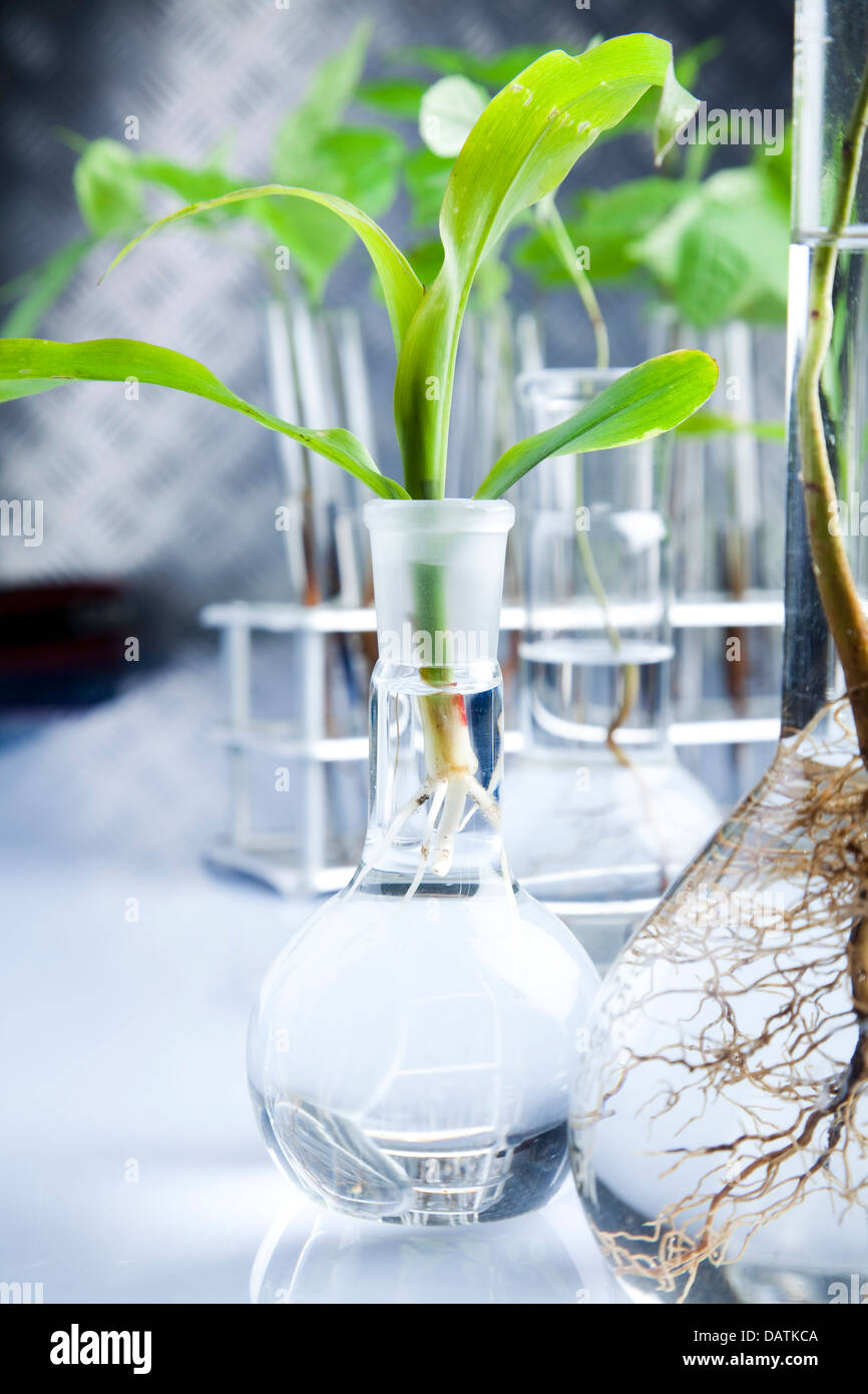 Plants and laboratory Stock Photo - Alamy
