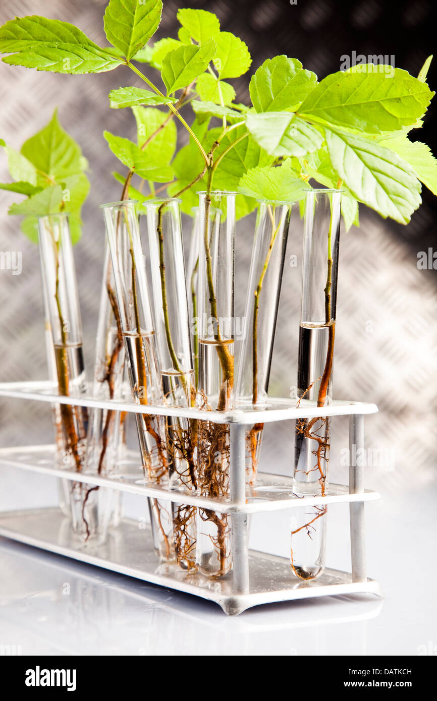 Plants and laboratory Stock Photo - Alamy