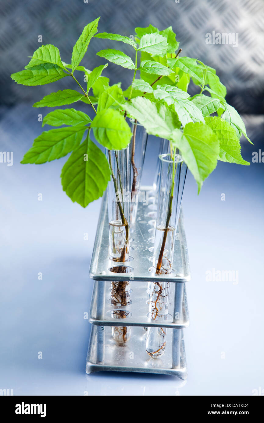 Plants and laboratory Stock Photo - Alamy