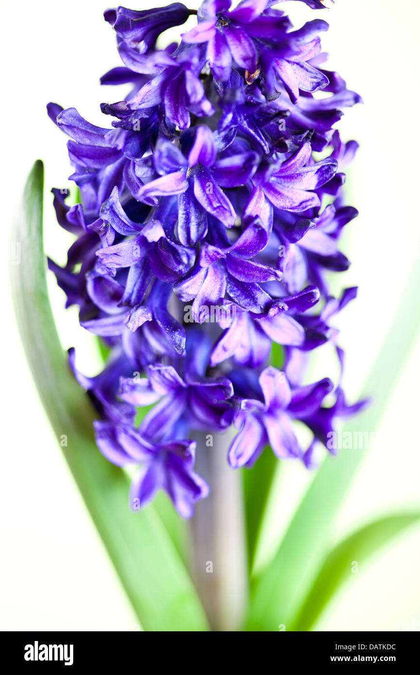 Blue water hyacinth hi-res stock photography and images - Alamy