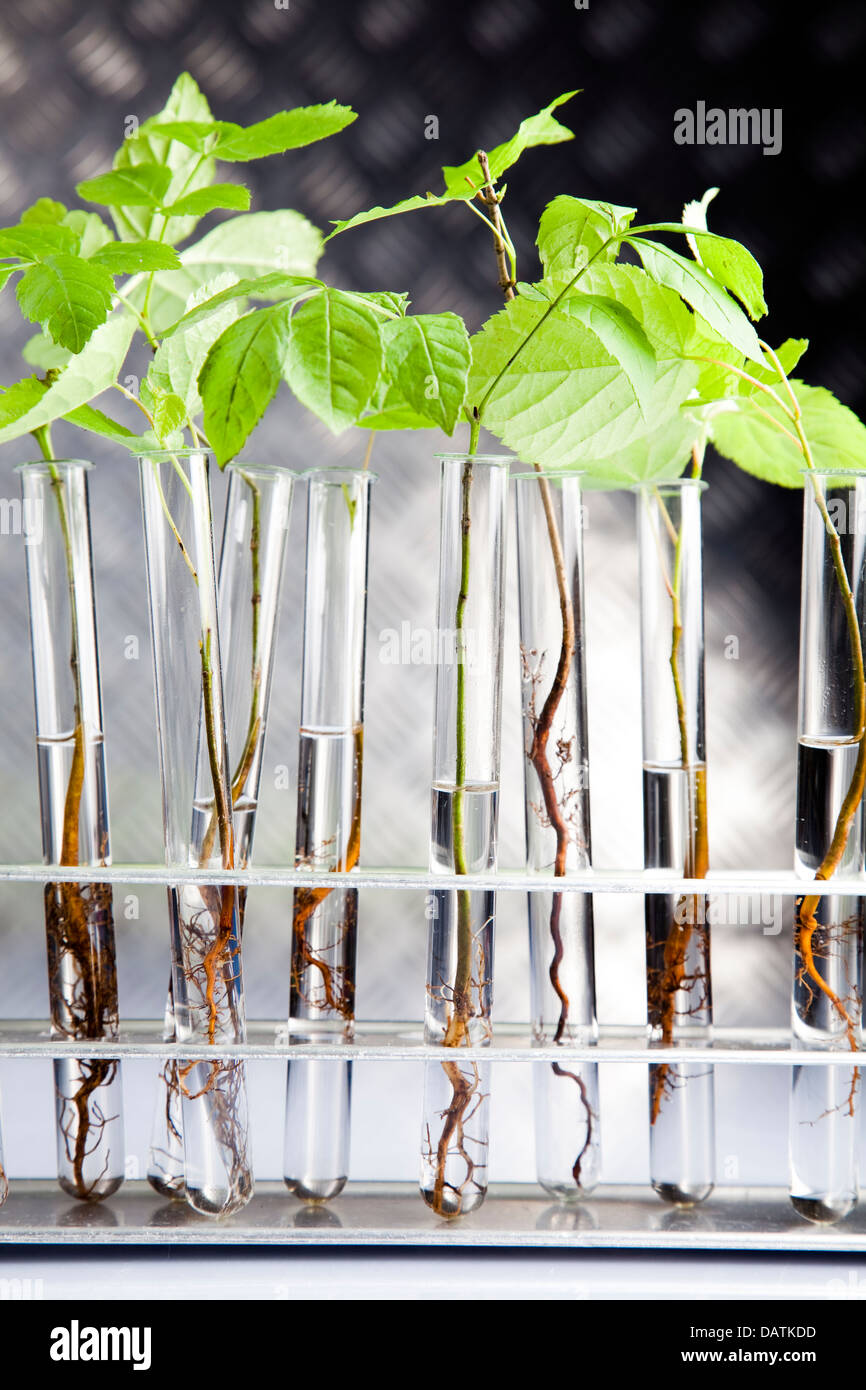 Plants and laboratory Stock Photo - Alamy