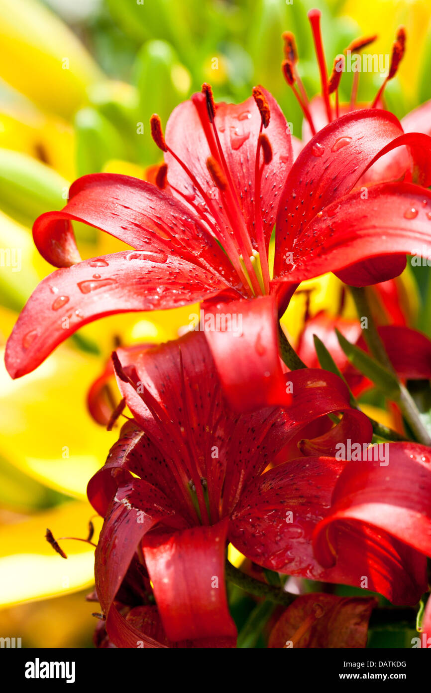 red lilly flower Stock Photo - Alamy