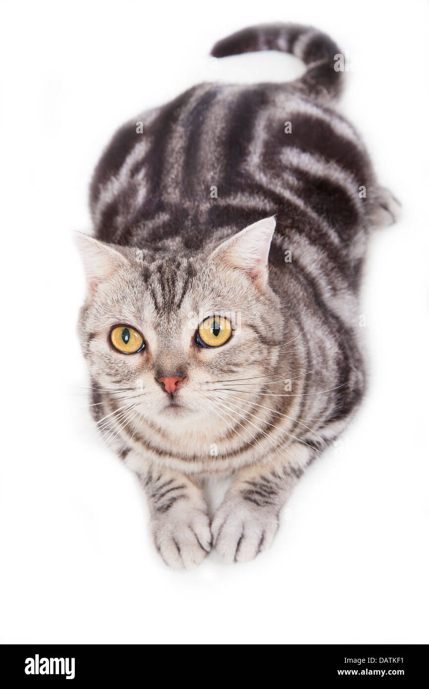 Cute tabby cat looking up Stock Photo - Alamy