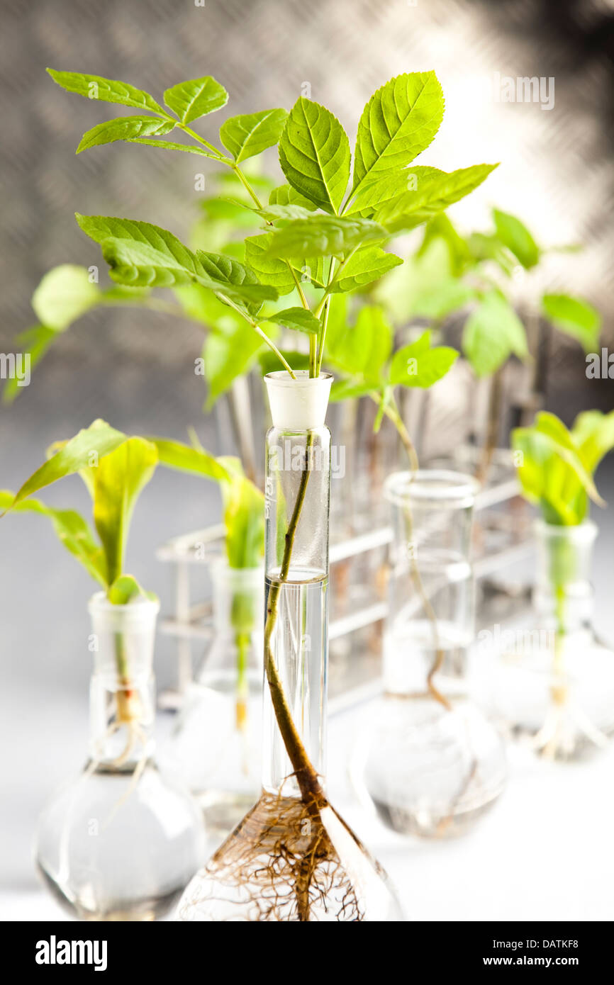 Plants and laboratory Stock Photo - Alamy