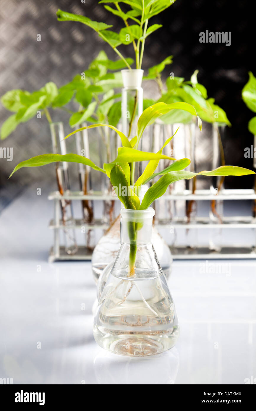 Plants and laboratory Stock Photo - Alamy