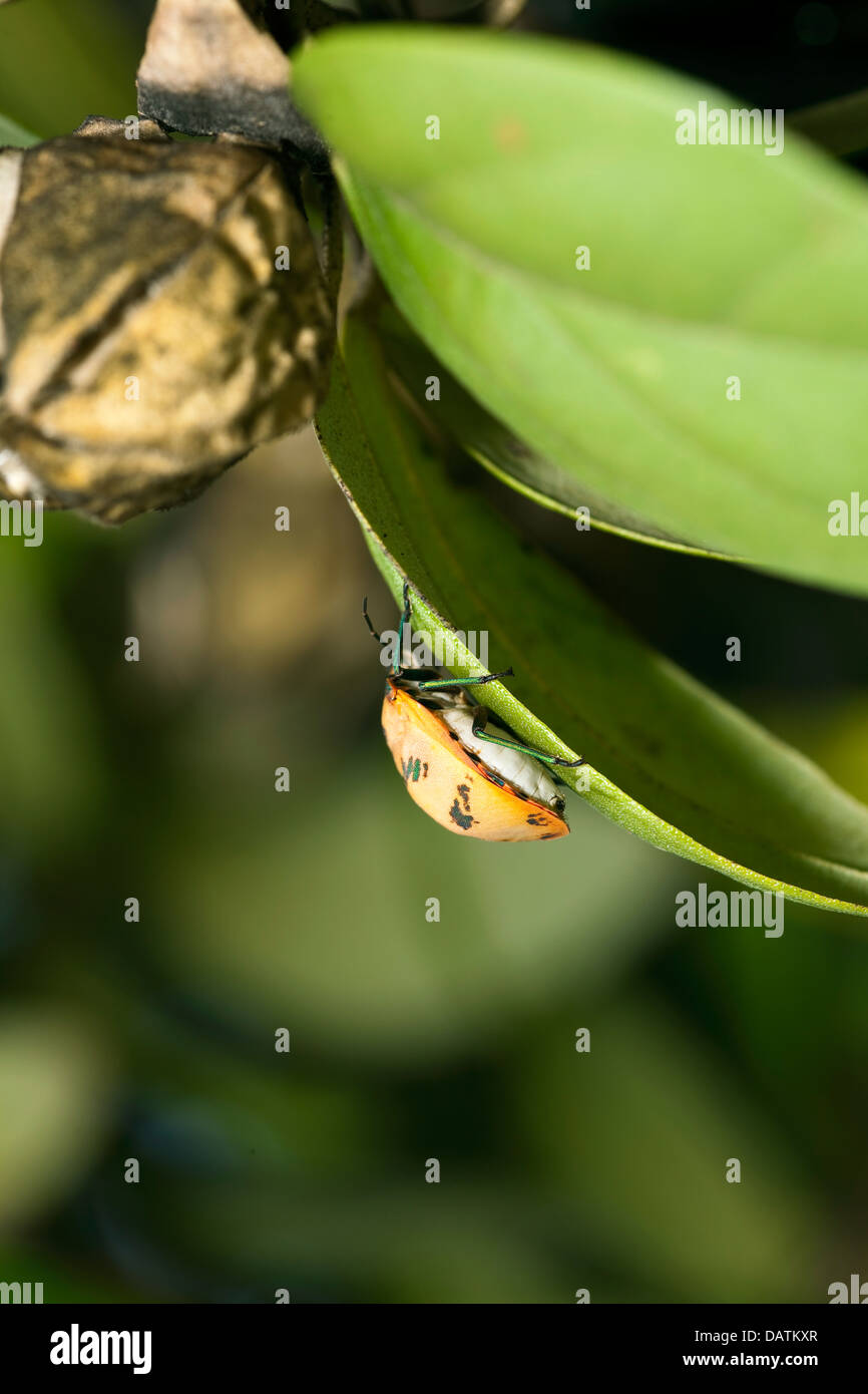 Jewel beetle hi-res stock photography and images - Alamy