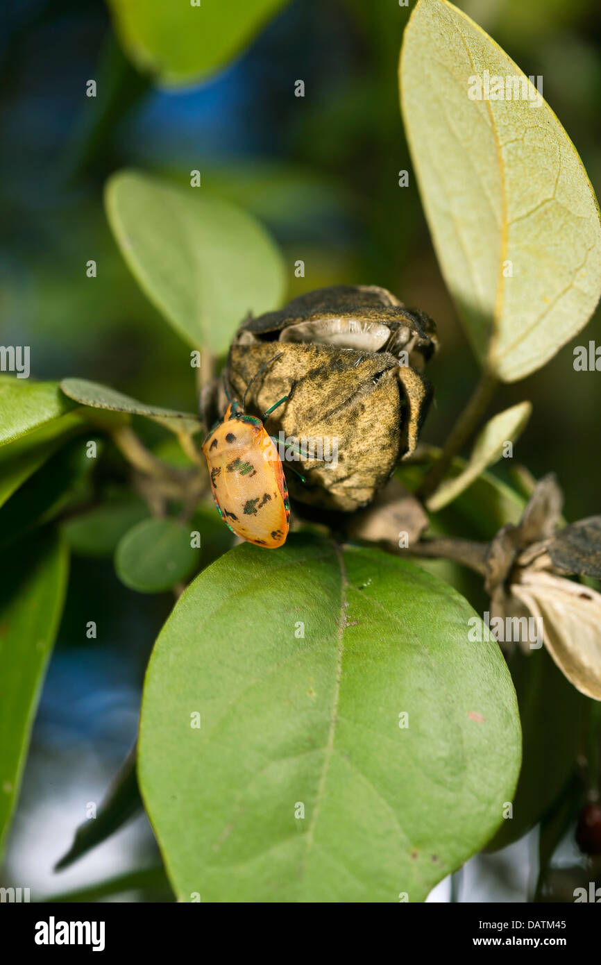 An orange jewel beetle on a Norfolk Island hibiscus Stock Photo - Alamy