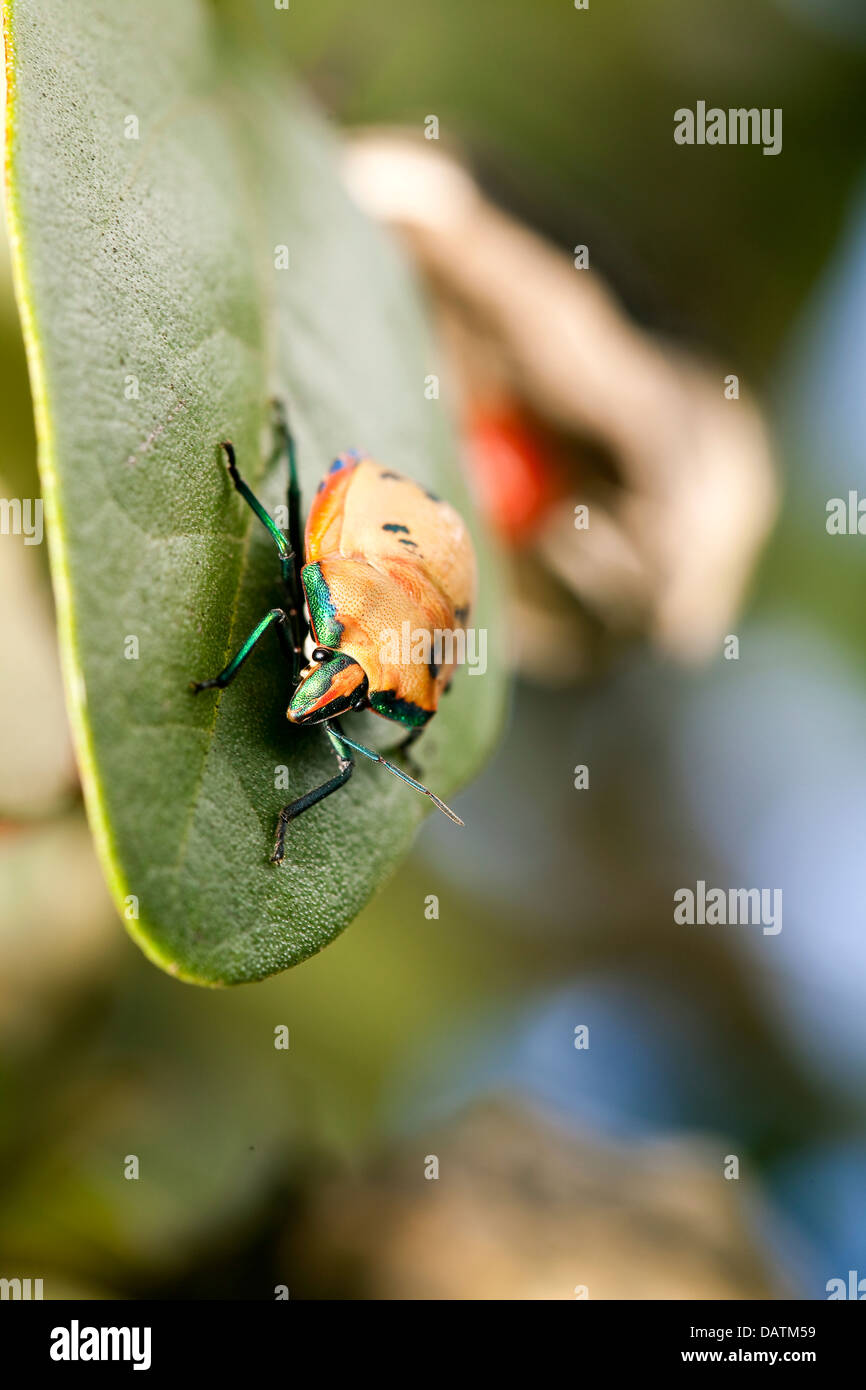 Jewel beetle hi-res stock photography and images - Alamy