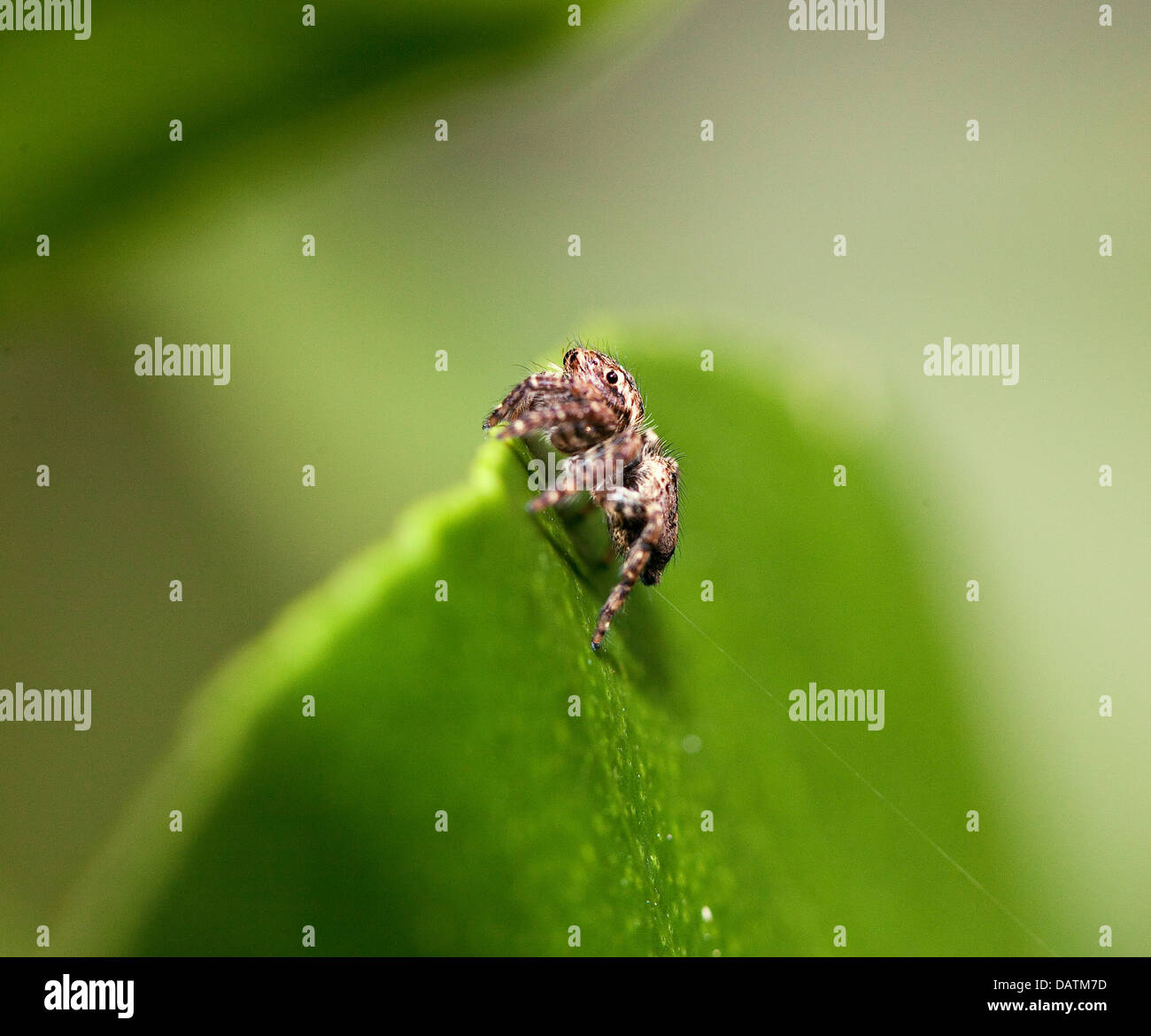 A small jumping spider on the leaf of a lemon tree Stock Photo - Alamy