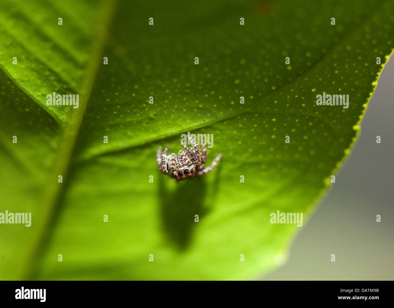 A small jumping spider on the leaf of a lemon tree Stock Photo - Alamy