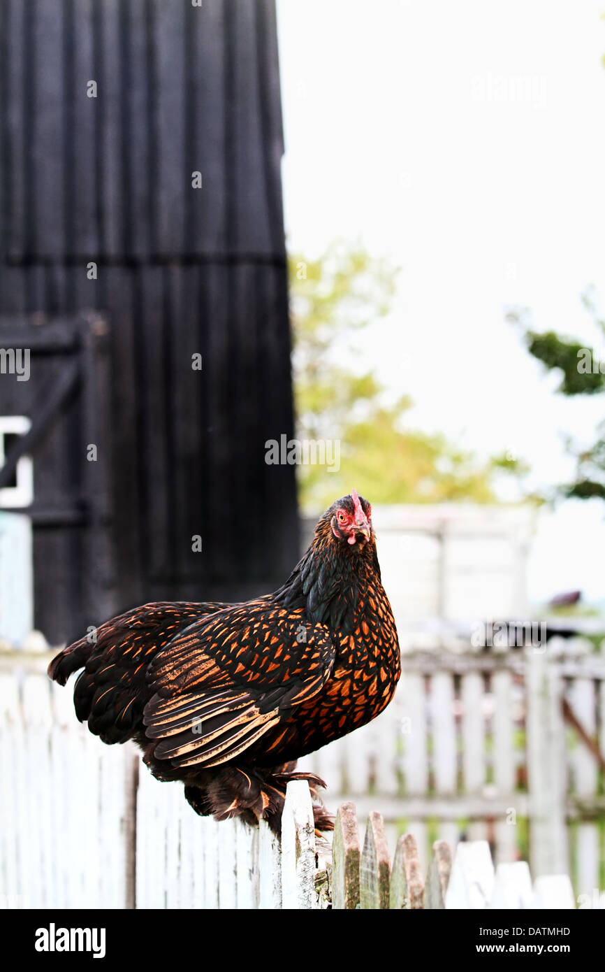 Partridge Cochin Hen Stock Photo - Alamy