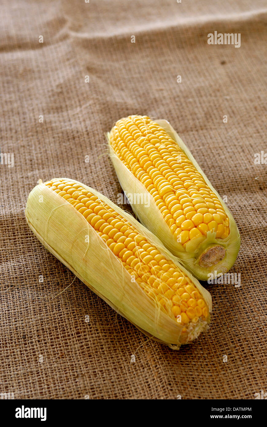 Heads of corn hi-res stock photography and images - Alamy