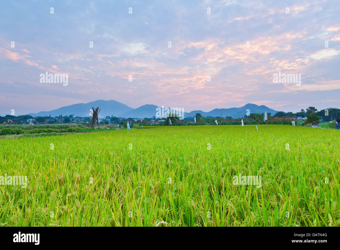 Sunset over the rice field Stock Photo - Alamy