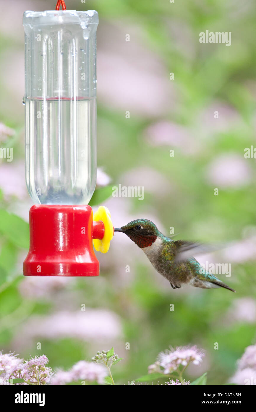 Ruby-throated Hummingbird at Feeder - vertical bird Ornithology Science ...