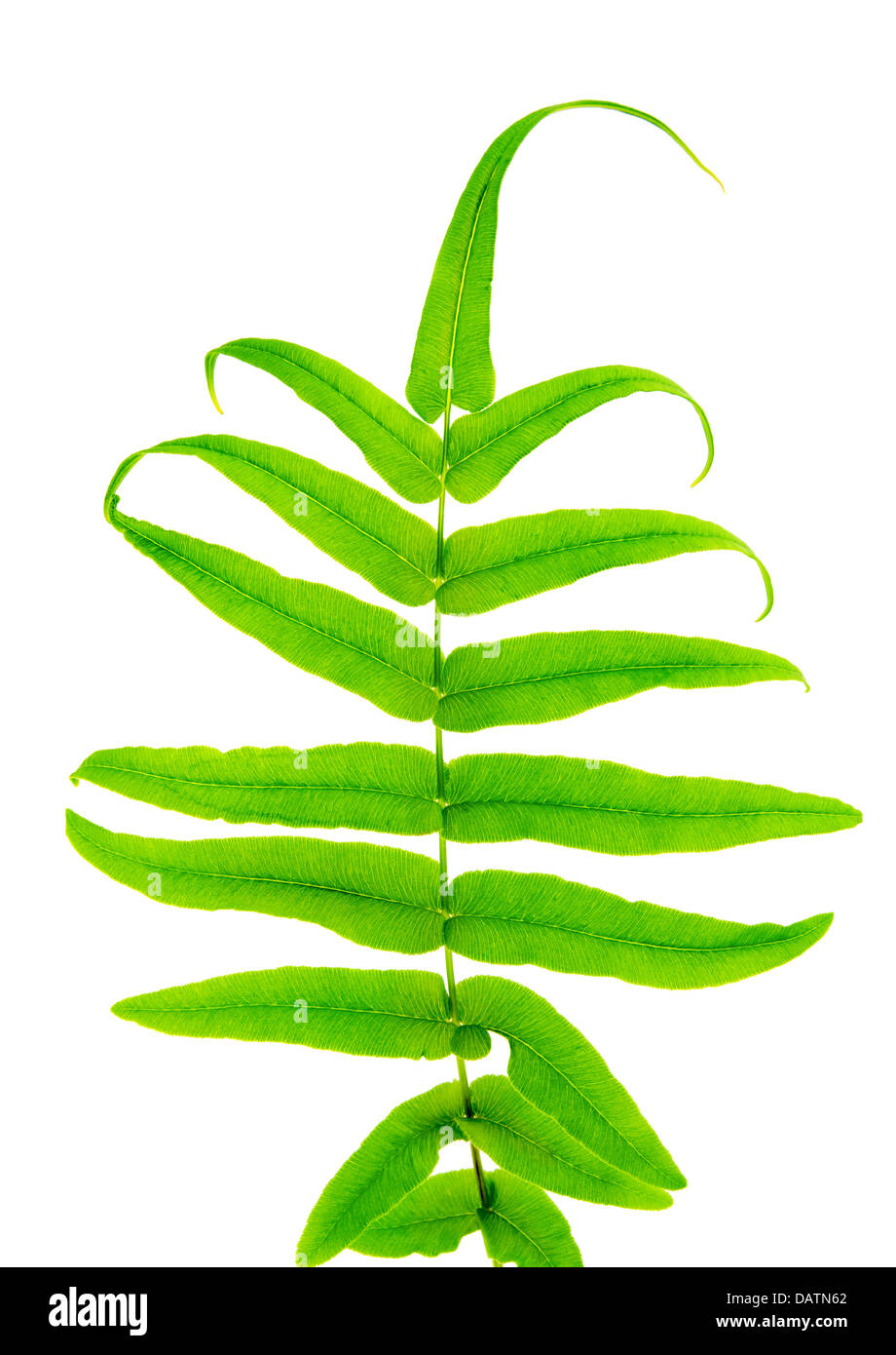Plain fern leaf hi-res stock photography and images - Alamy