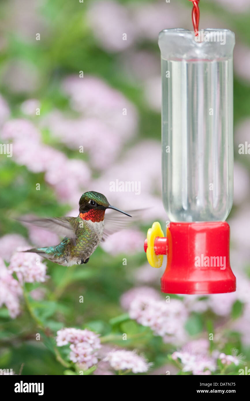 Ruby-throated Hummingbird at Feeder - vertical bird Ornithology Science ...