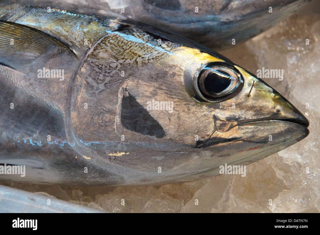 Cold water fish hi-res stock photography and images - Alamy