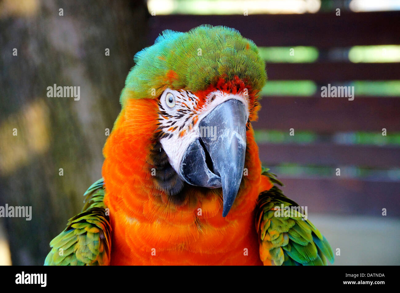Angry bird macaw hi-res stock photography and images - Alamy
