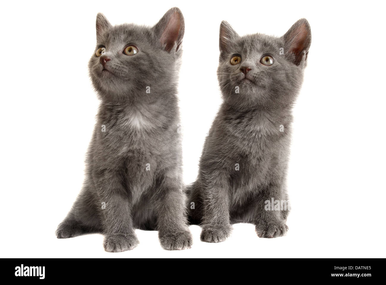 Two Grey Kittens on White Background Stock Photo - Alamy