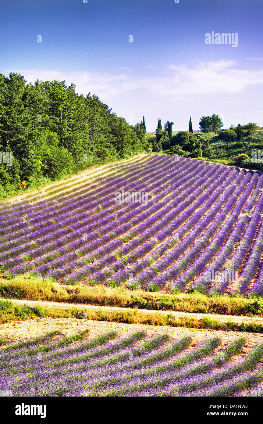 Lavender in the landscape Stock Photo - Alamy