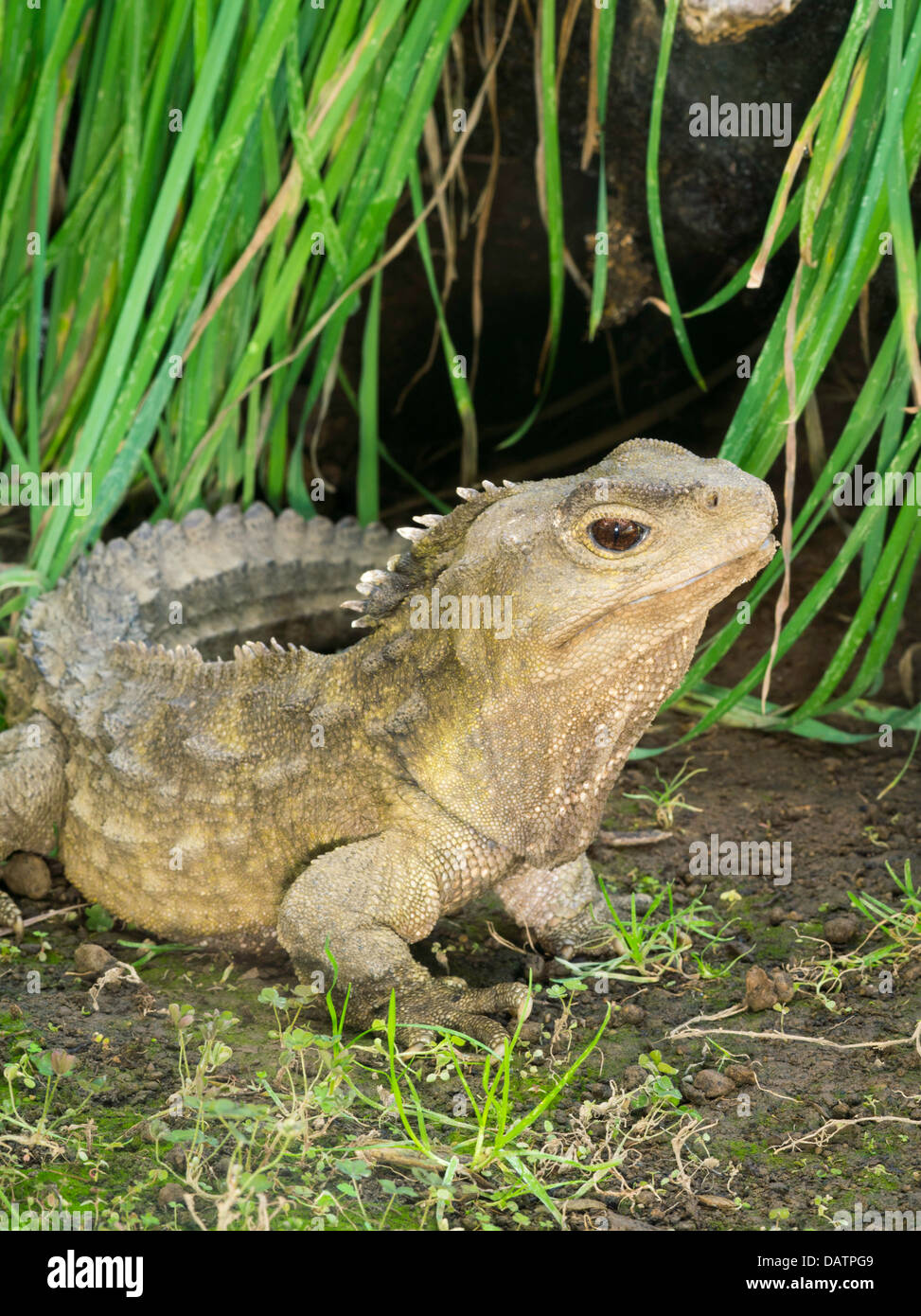Photograph of Henry the Tuatara (Sphenodon punctatus) living at ...