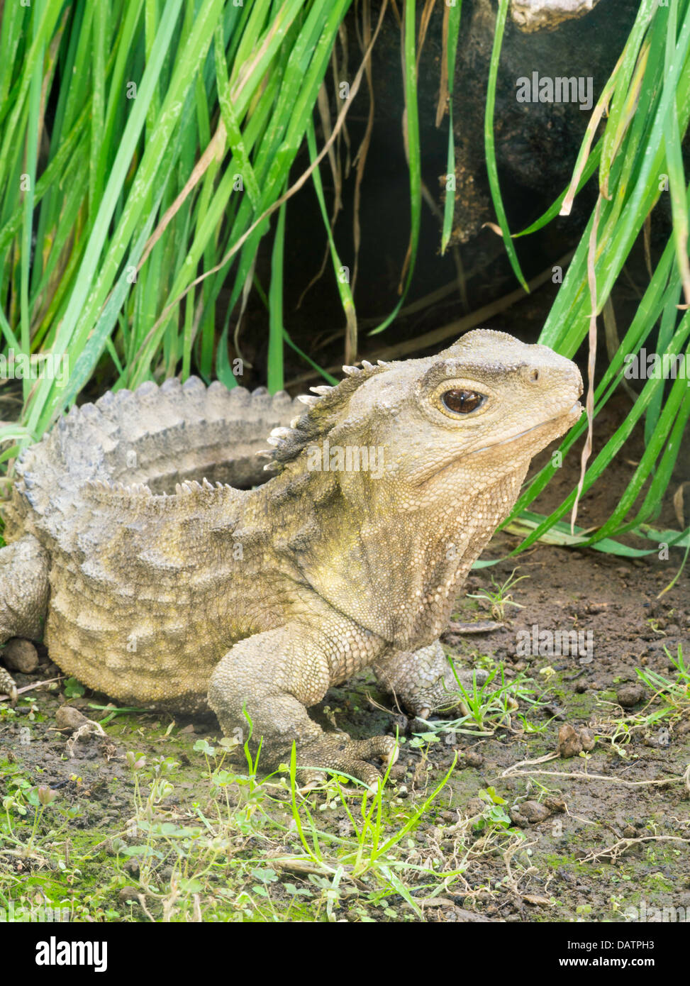 Photograph of Henry the Tuatara (Sphenodon punctatus) living at ...