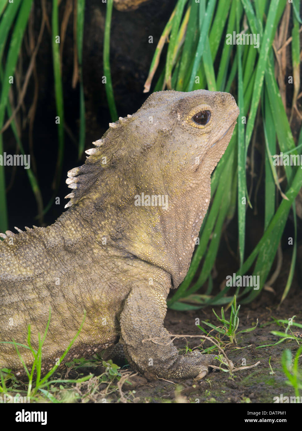 Photograph of Henry the Tuatara (Sphenodon punctatus) living at ...