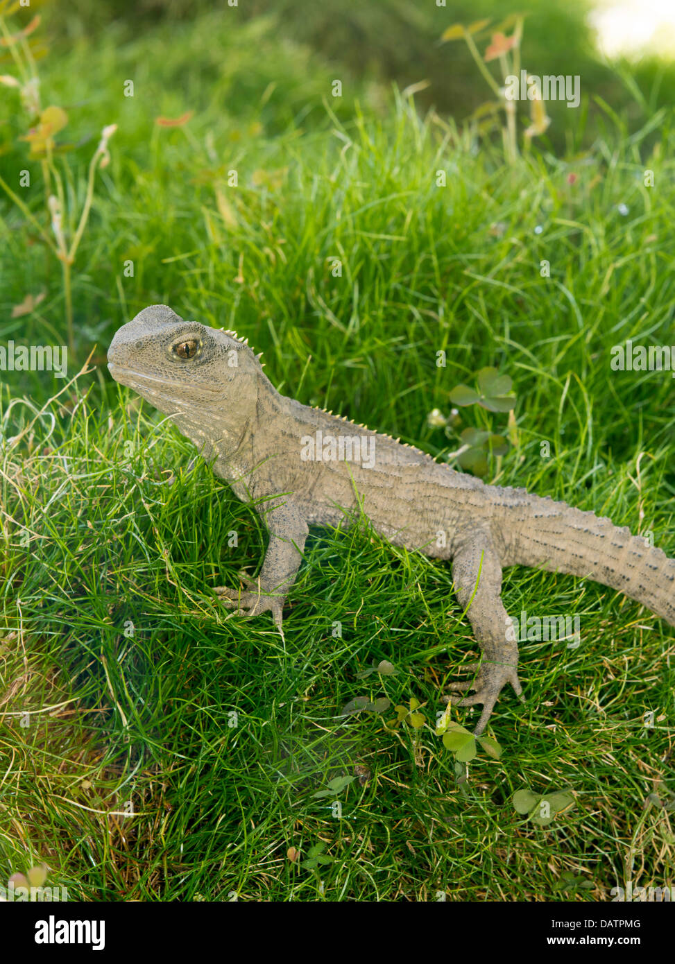 Photograph of Tuatara (Sphenodon punctatus) living at Southland Musuem ...