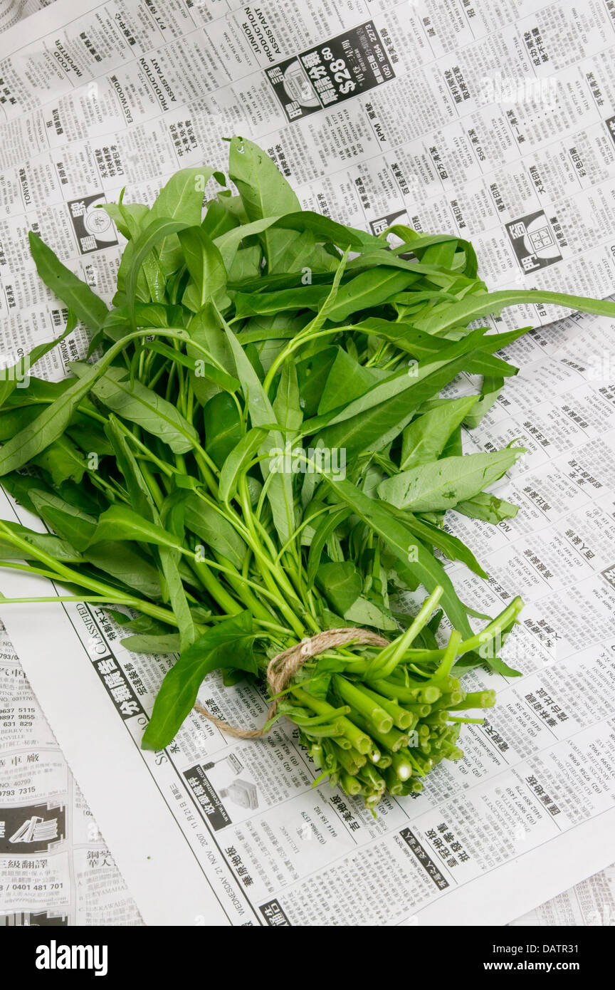 Kangkong Clipart People