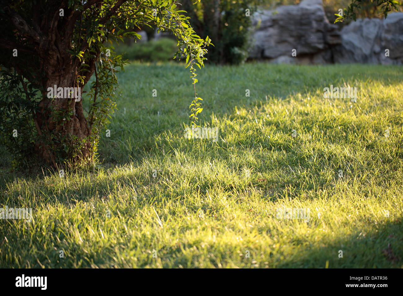 a small tree on the grass in the park long Stock Photo - Alamy