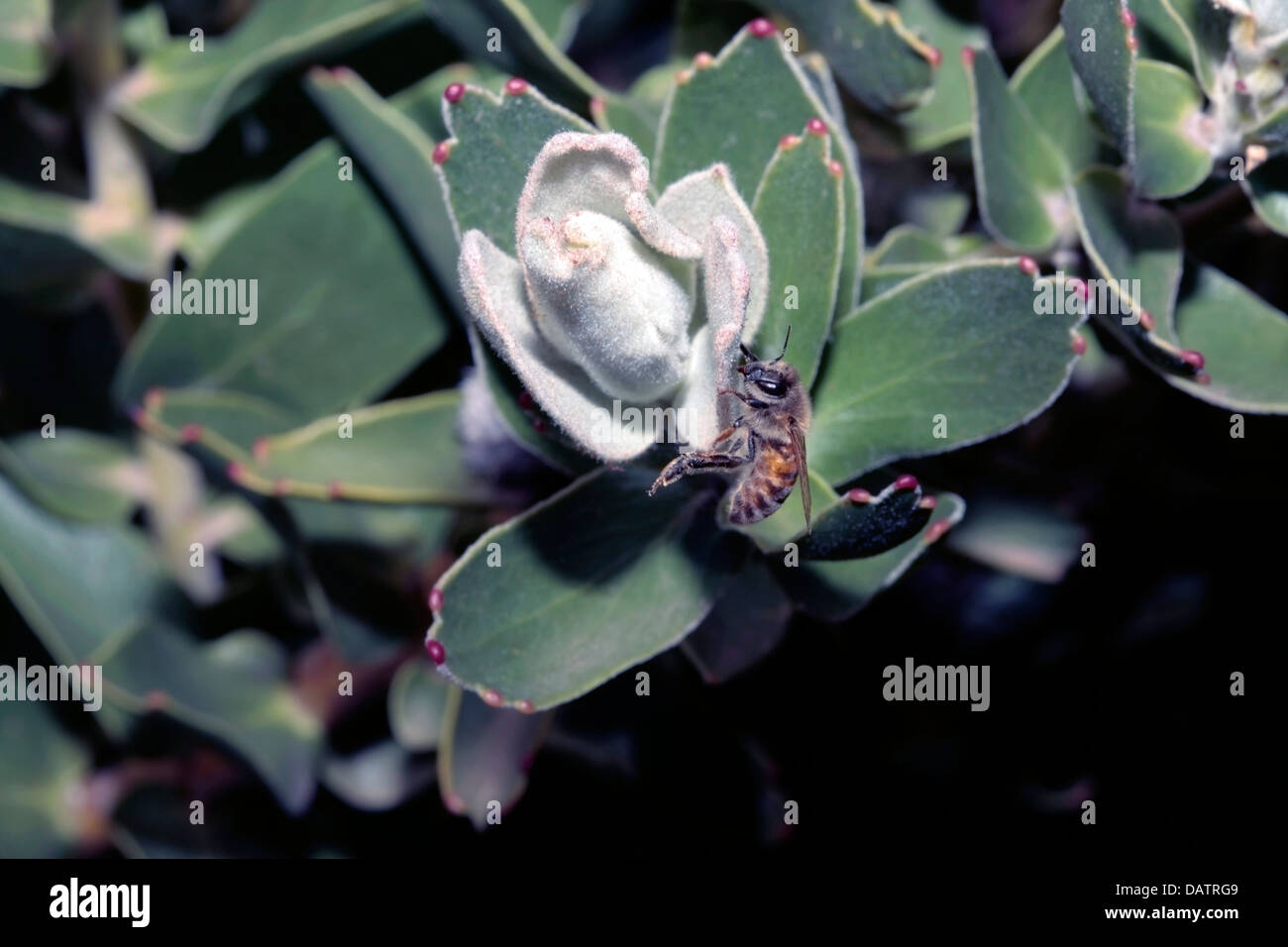 Pollen collecting insects hi-res stock photography and images - Alamy