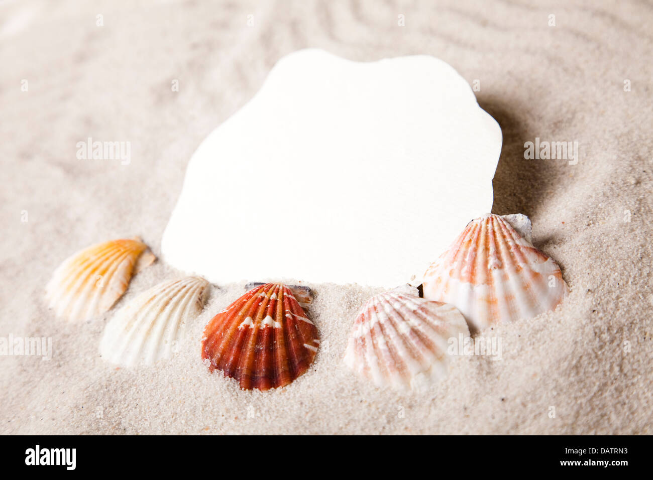 Paper background and shell Stock Photo - Alamy