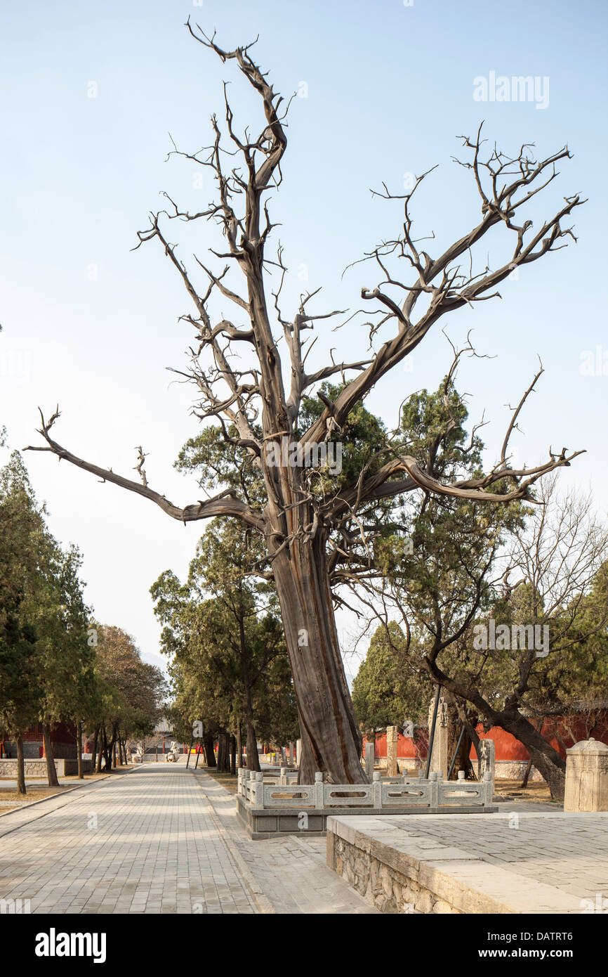 dai temple in china taishan ancient buildings was magnificent Stock ...
