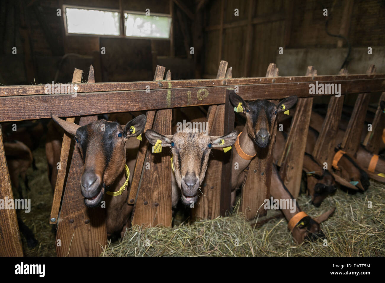 France goat cheese farm hi-res stock photography and images - Alamy