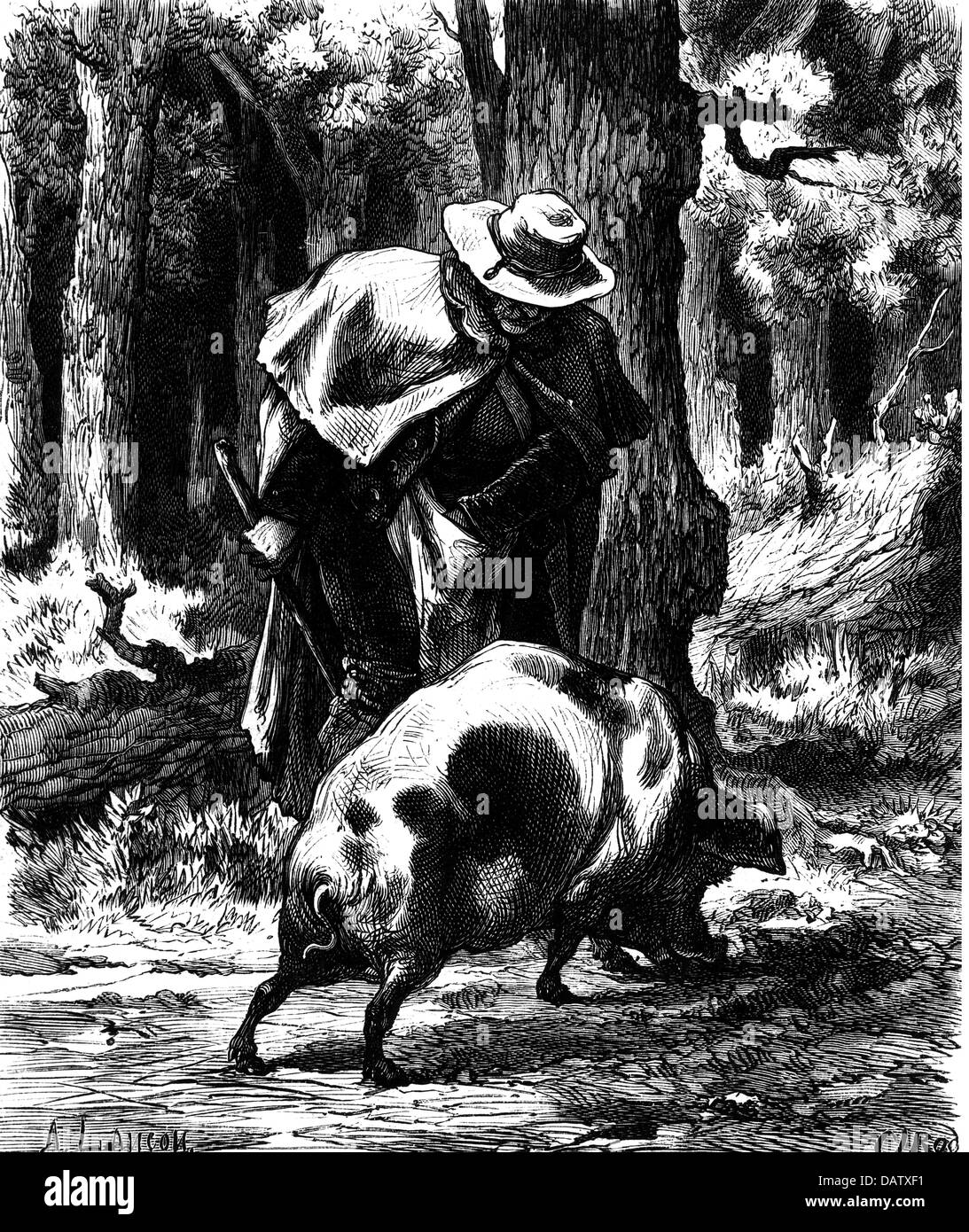 Delicacies in the woods hi-res stock photography and images - Alamy