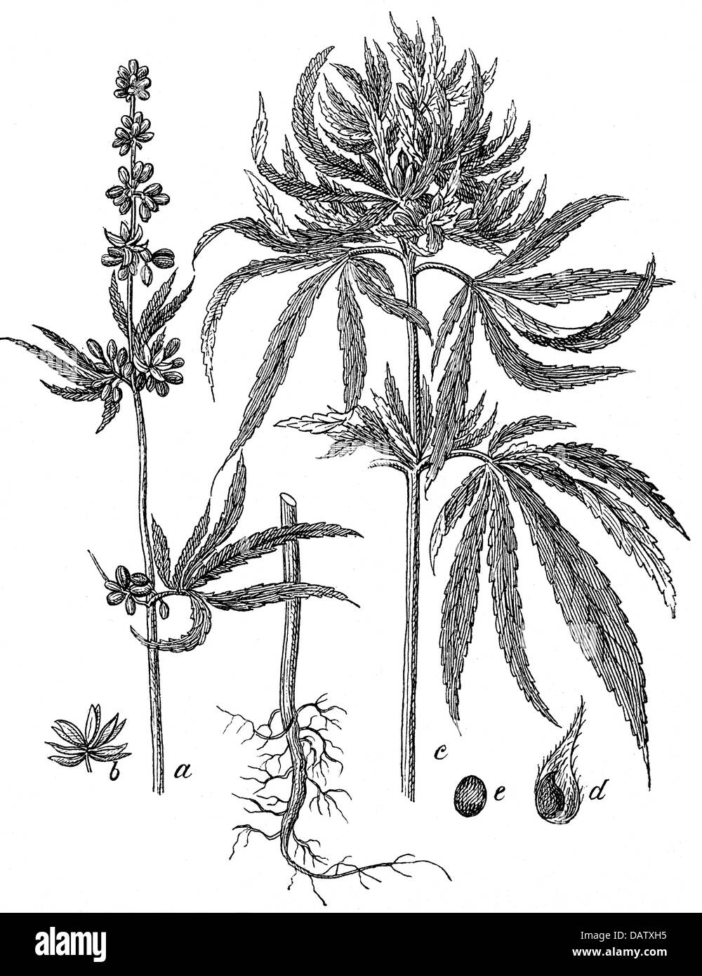 Historical roots Cut Out Stock Images & Pictures - Alamy