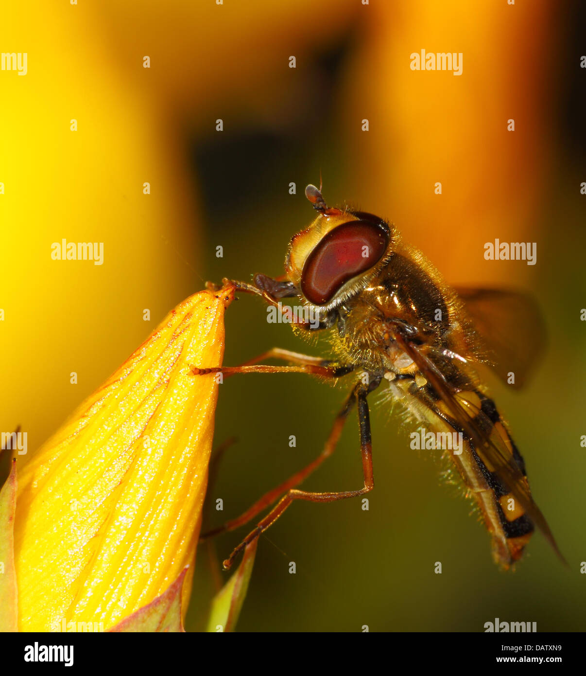 Buzzy fly hi-res stock photography and images - Alamy