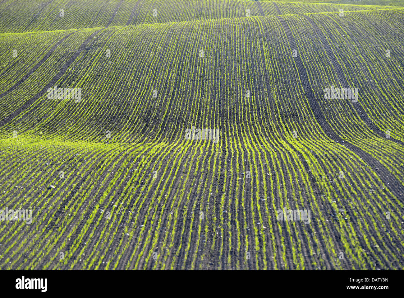 Sowing of grain hi-res stock photography and images - Alamy