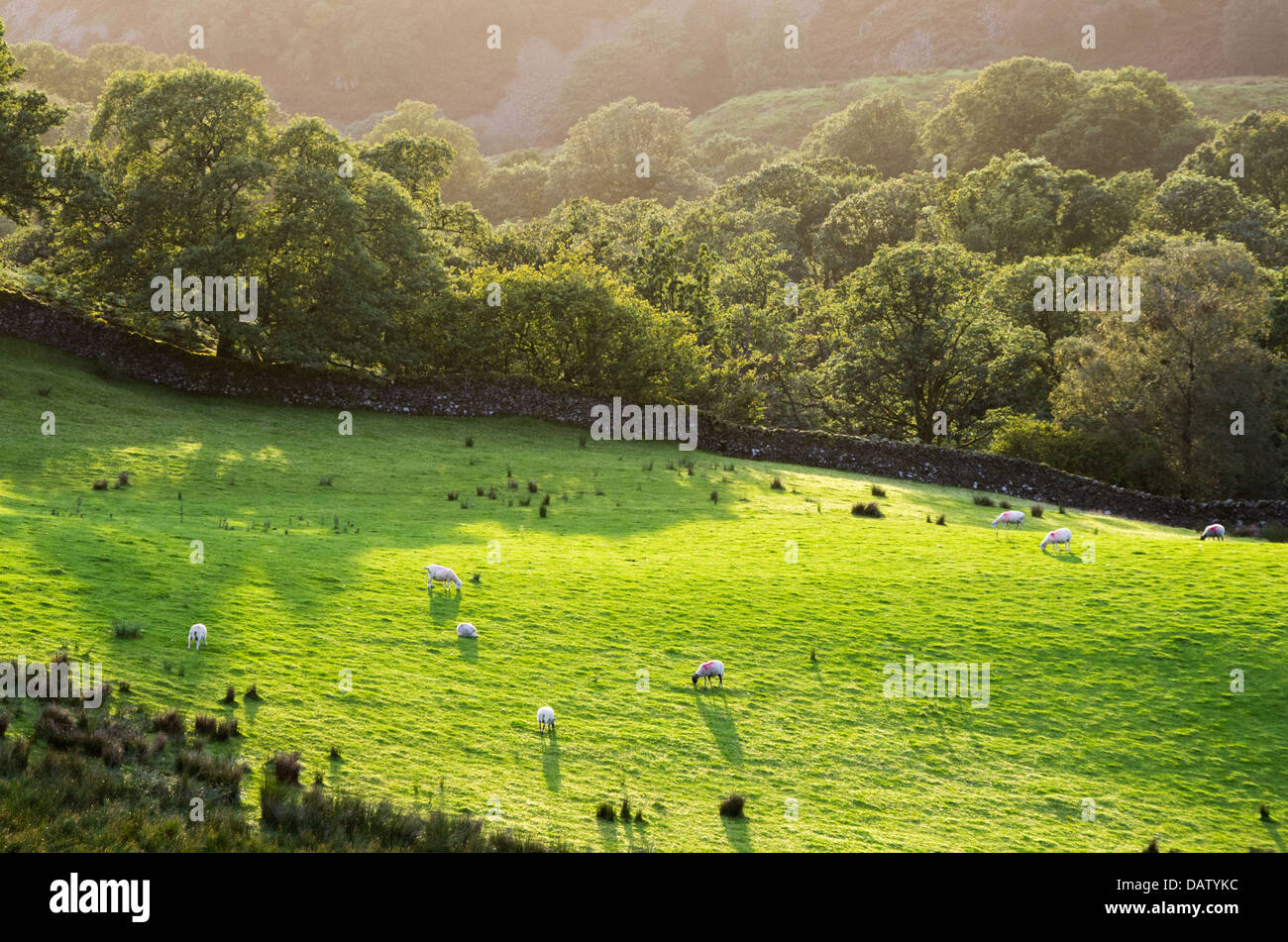 A view of a distant field on a hillside with few sheep stone wall and ...